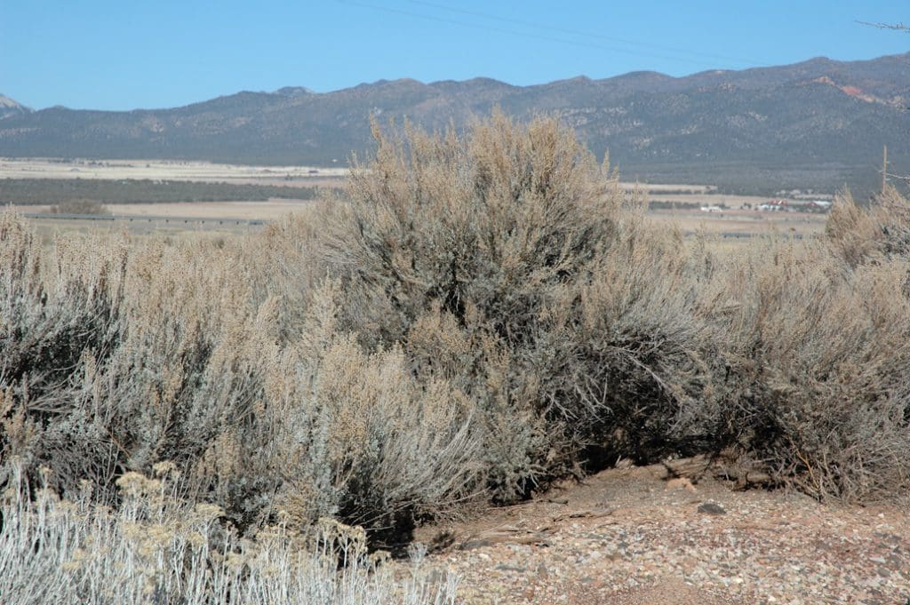 Basin Big Sagebrush - Artemesia tridentata - Great Basin Seed