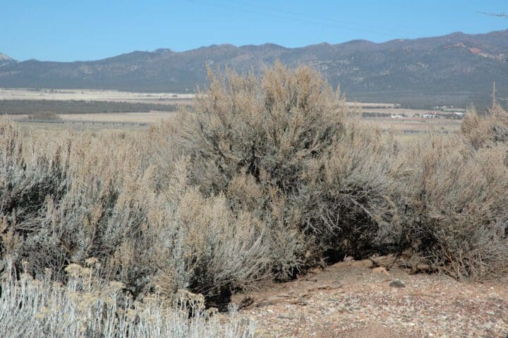Basin Big Sagebrush - Artemesia tridentata - Great Basin Seed
