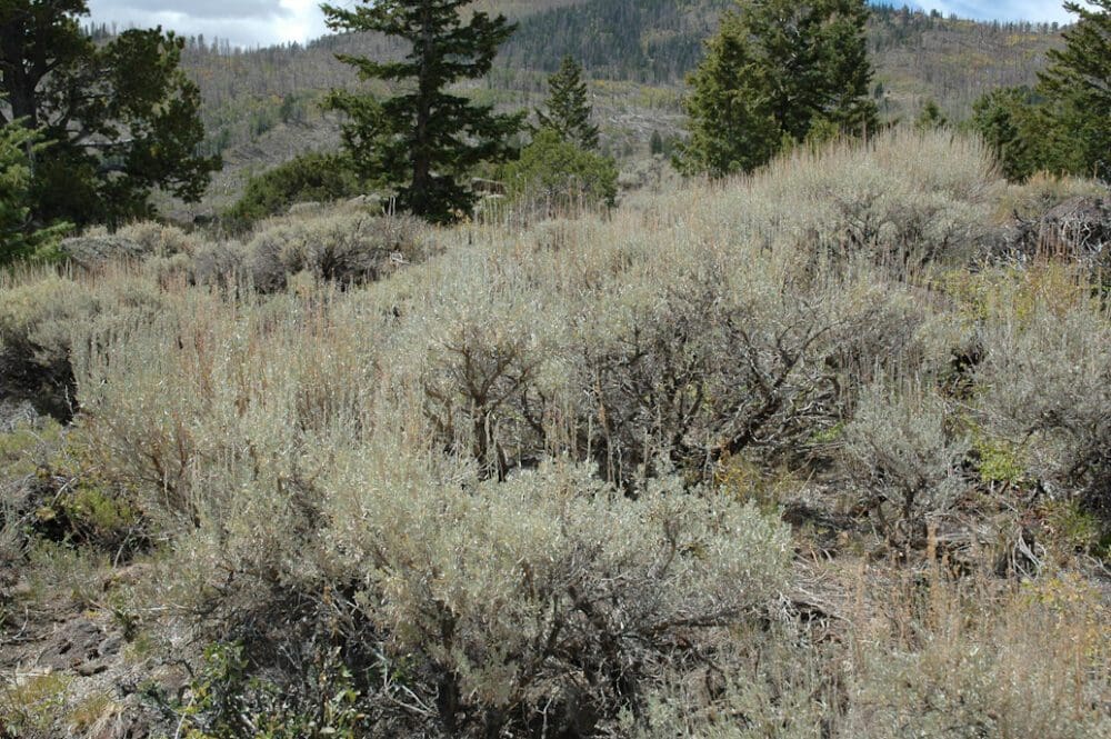 Mountain Big Sagebrush - Artemesia tridentata vasseyena