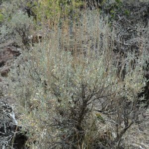 Mountain Big Sagebrush - Great Basin Seeds