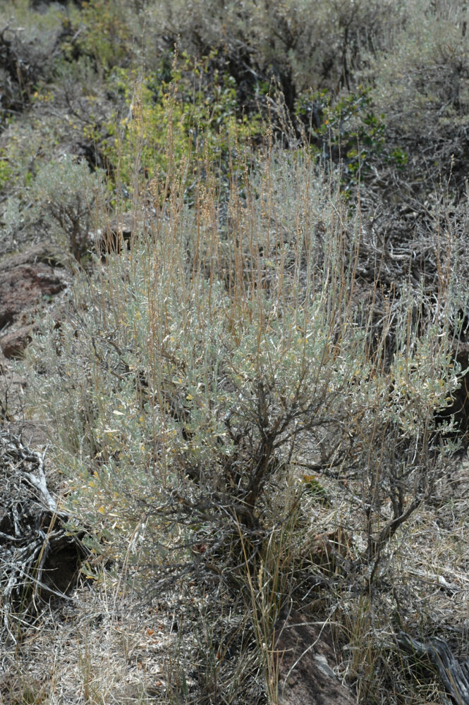 Mountain Big Sagebrush - Artemesia tridentata vasseyena - Great Basin Seeds