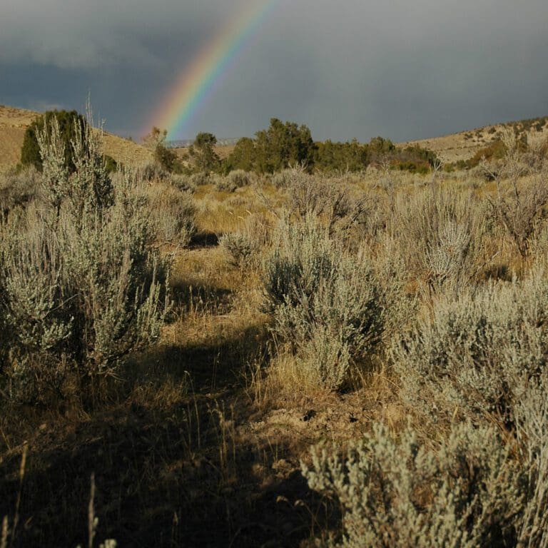 Wyoming Big Sagebrush - Artemesia tridentata wyomingensis