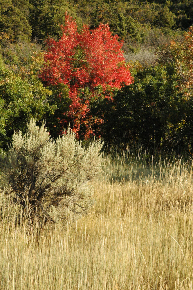 Basin Big Sagebrush - Artemesia tridentata tridentata - Great Basin Seed