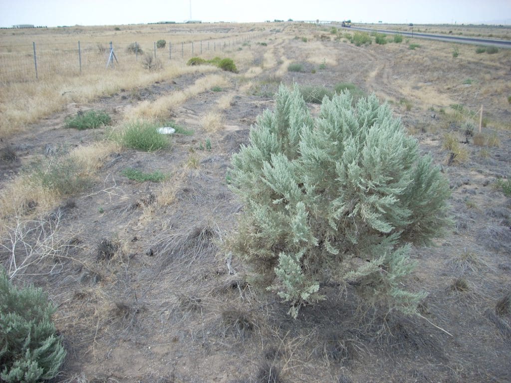 Basin Big Sagebrush - Artemesia tridentata - Great Basin Seed