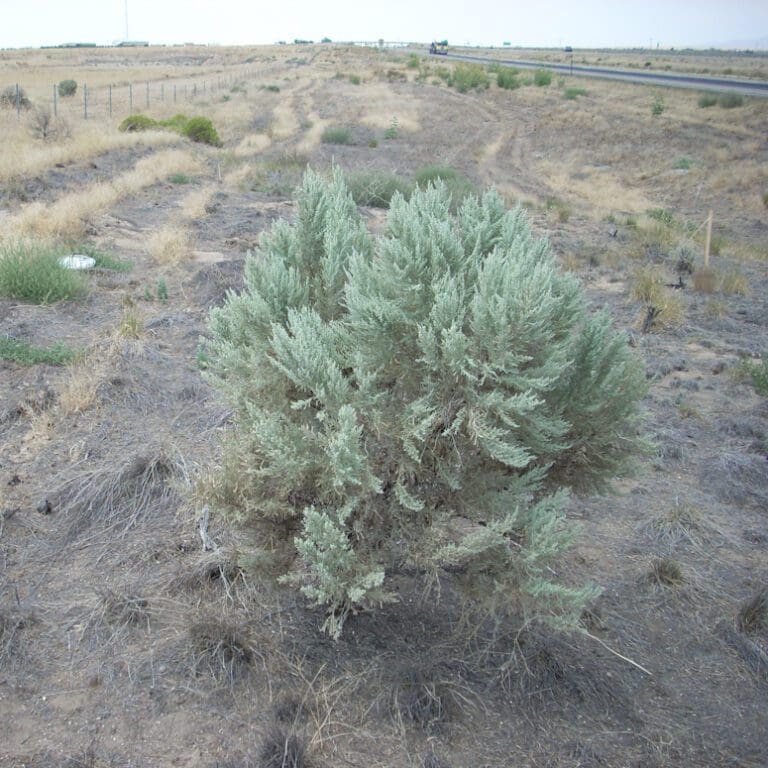 Basin Big Sagebrush - Artemesia tridentata - Great Basin Seed