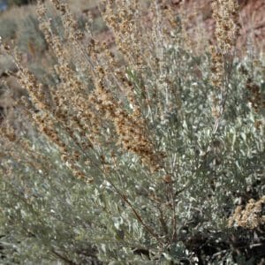 Wyoming Big Sagebrush - Great Basin Seeds