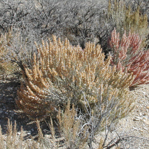 Shadscale Saltbrush - Great Basin Seeds