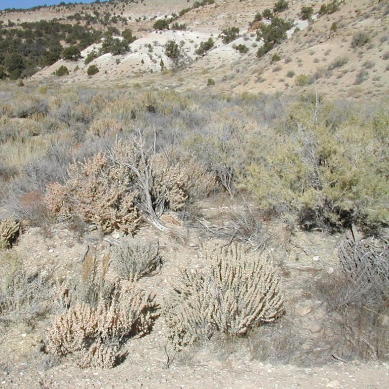 Shadscale Saltbrush - Atriplex confertifolia - Great Basin Seeds
