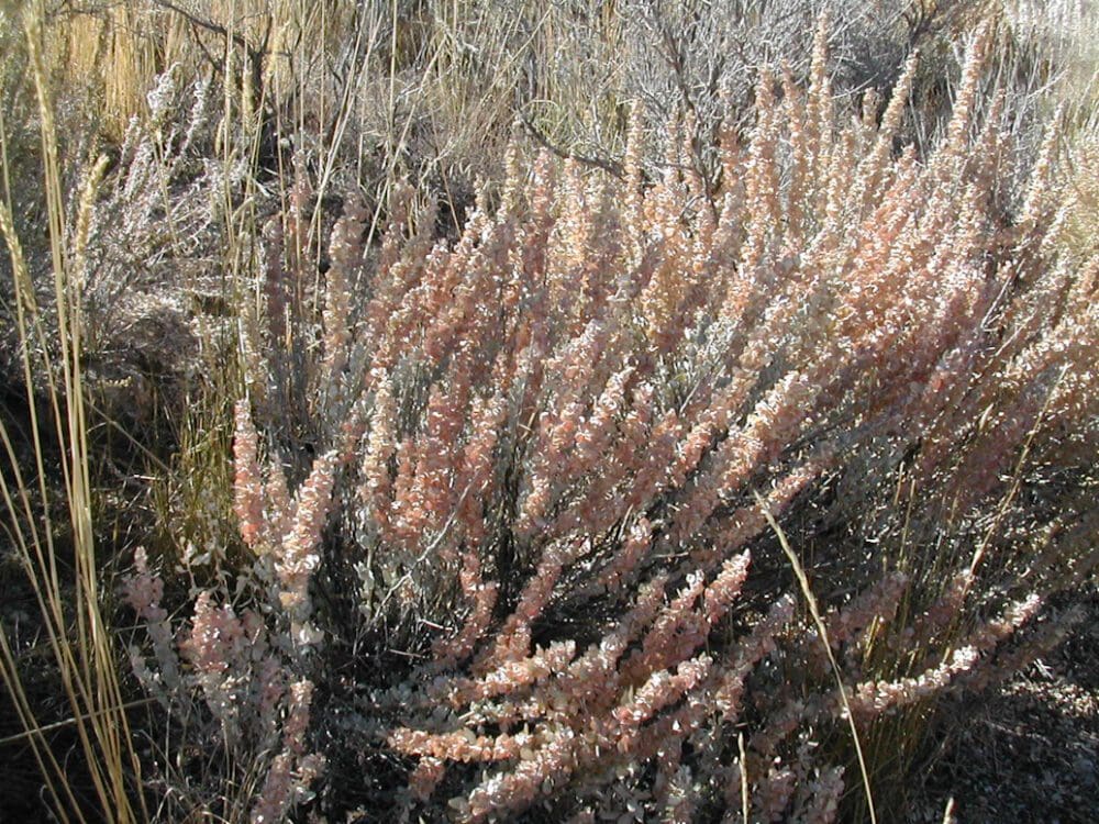 Shadscale Saltbrush - Atriplex confertifolia - Great Basin Seeds