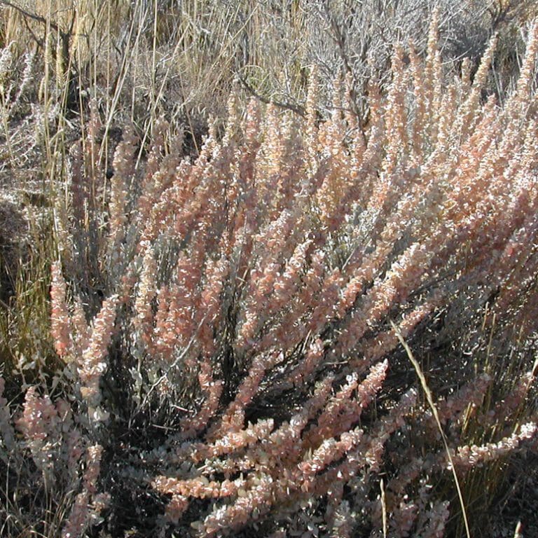 Shadscale Saltbrush - Atriplex confertifolia - Great Basin Seeds