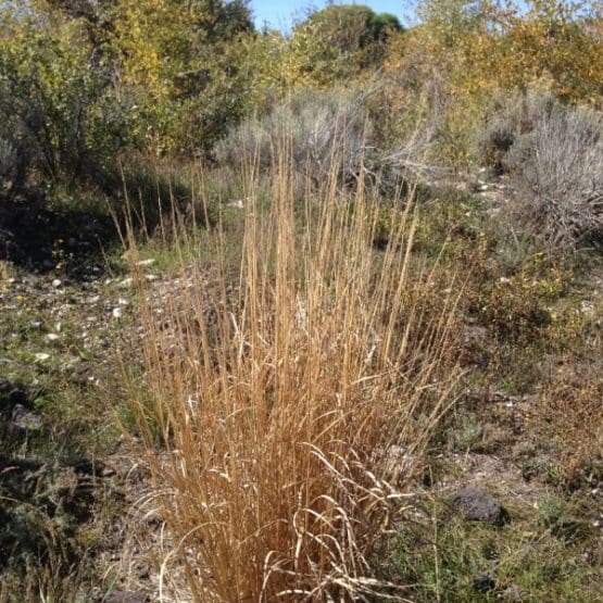 Basin Wildrye - Leymus cinerius - Great Basin Seeds