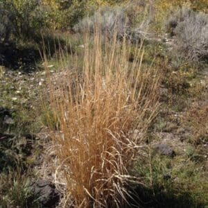 Basin Wildrye - Leymus cinerius - Great Basin Seeds