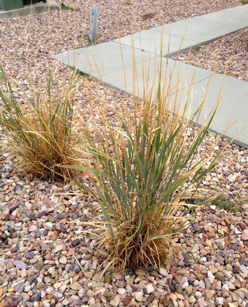Basin Wildrye - Leymus cinerius - Great Basin Seeds
