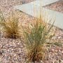 Basin Wildrye - Leymus cinerius - Great Basin Seeds