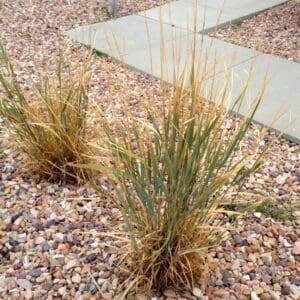 Basin Wildrye - Leymus cinerius - Great Basin Seeds