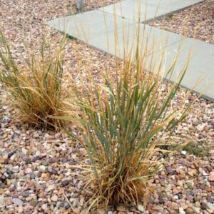 Basin Wildrye - Leymus cinerius - Great Basin Seeds