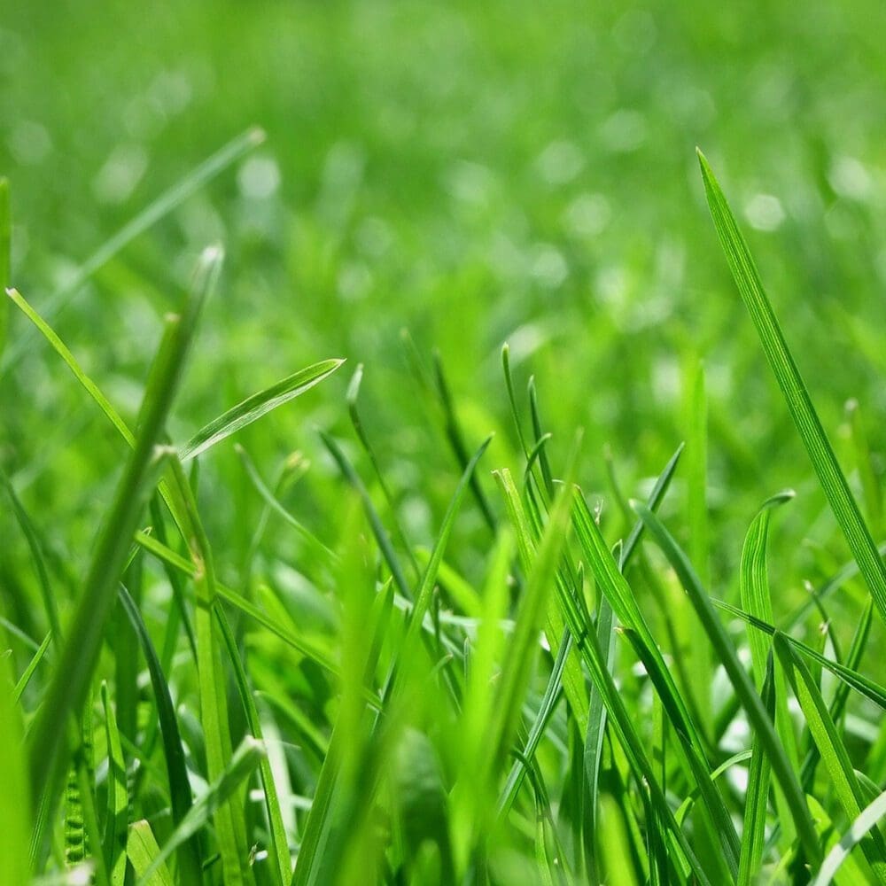 Lawn and Turf Seed Mix - Great Basin Seeds - lawn grass mixes