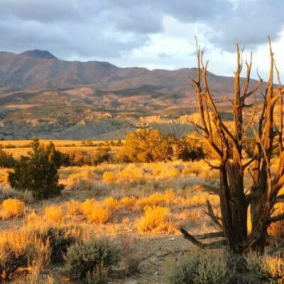 CRP Pollinator Seed Mixes - Great Basin Seeds - Seed Mixes for CRP