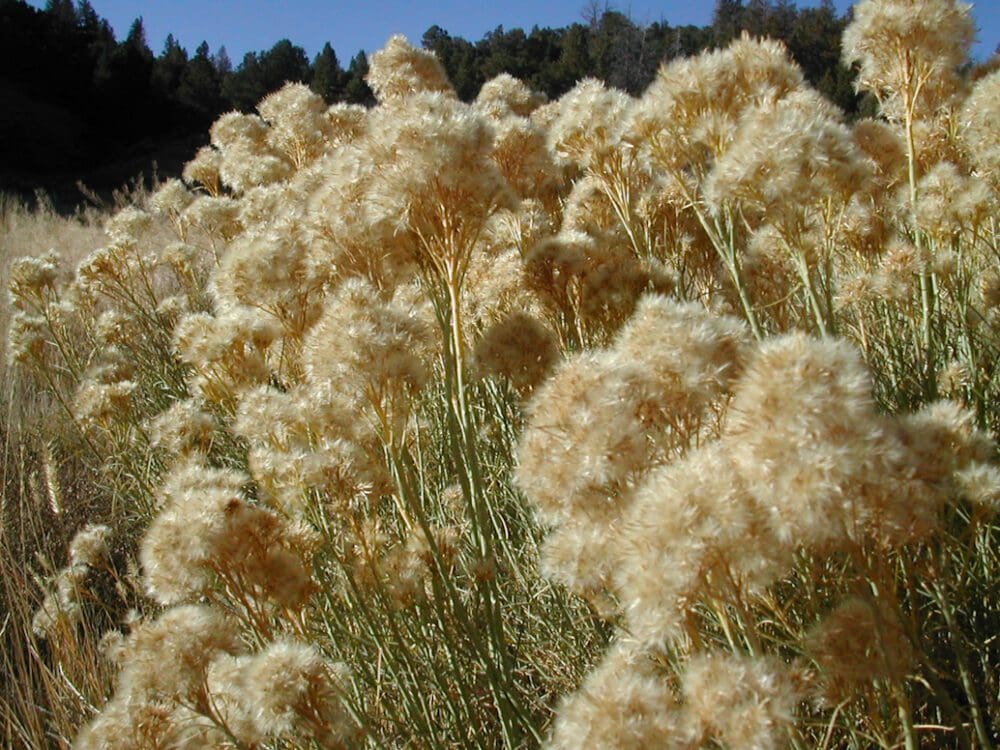Rubber Rabbitbrush - Ericameria nauseousa - Great Basin Seeds