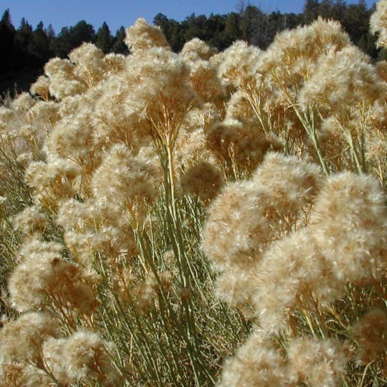 Galleta Grass (Pleuraphis jamesii) - Great Basin Seeds