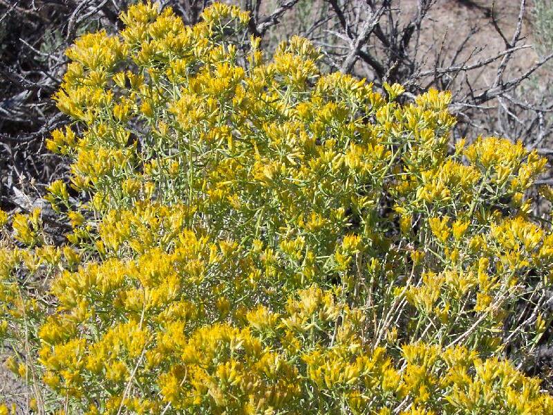 Streambank Wheatgrass - Great Basin Seeds - Sodar Streambank