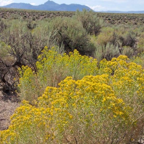 Yellow Rabbitbrush - Chrysothamnus viscidiflorus - Great Basin