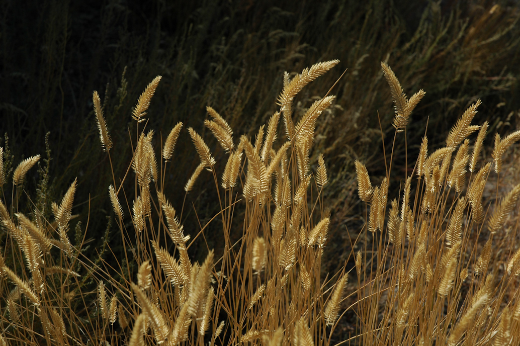 Grasses - Great Basin Seed