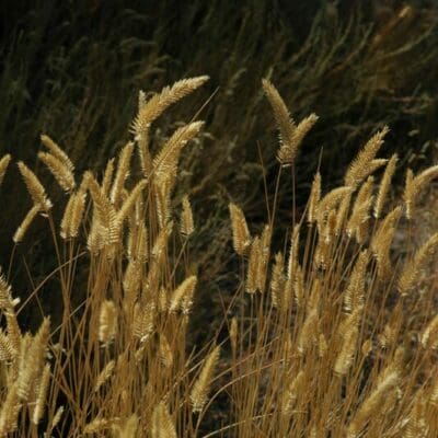Fairway Crested Wheatgrass - Great Basin Seeds - Agropyron cristatum