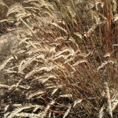 Hycrest Crested Wheatgrass - Great Basin Seed - Drought tolerant