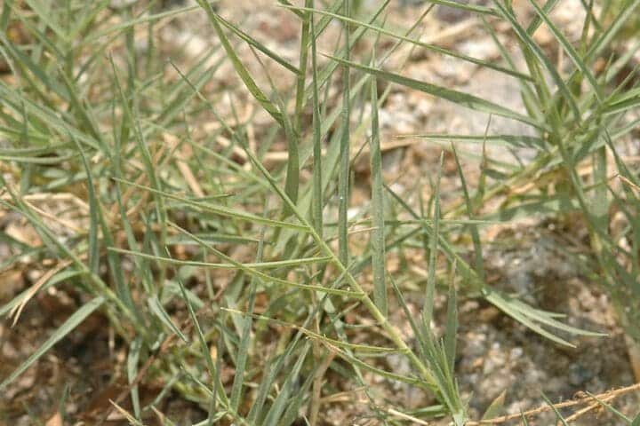 Inland Saltgrass - Disticlis spicata - Great Basin Seeds