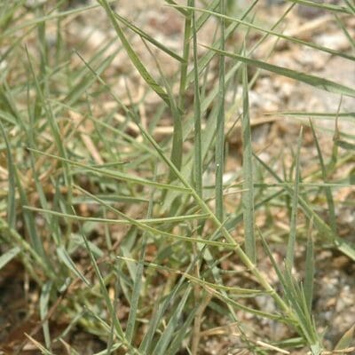 Inland Saltgrass - Disticlis spicata - Great Basin Seeds