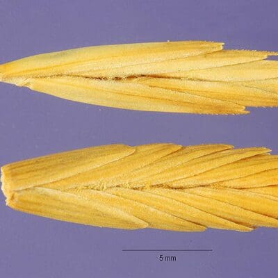 Oahe Intermediate Wheatgrass - Thinopyrum intermedium