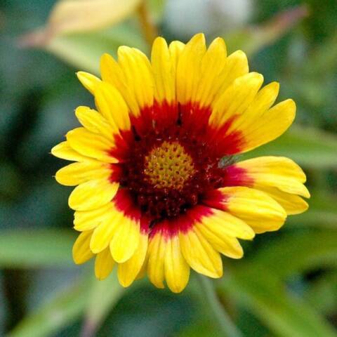 Basin Wildrye - Leymus cinerius - Great Basin Seeds