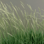 Galleta Grass - Pleuraphis jamesii - Great Basin Seeds