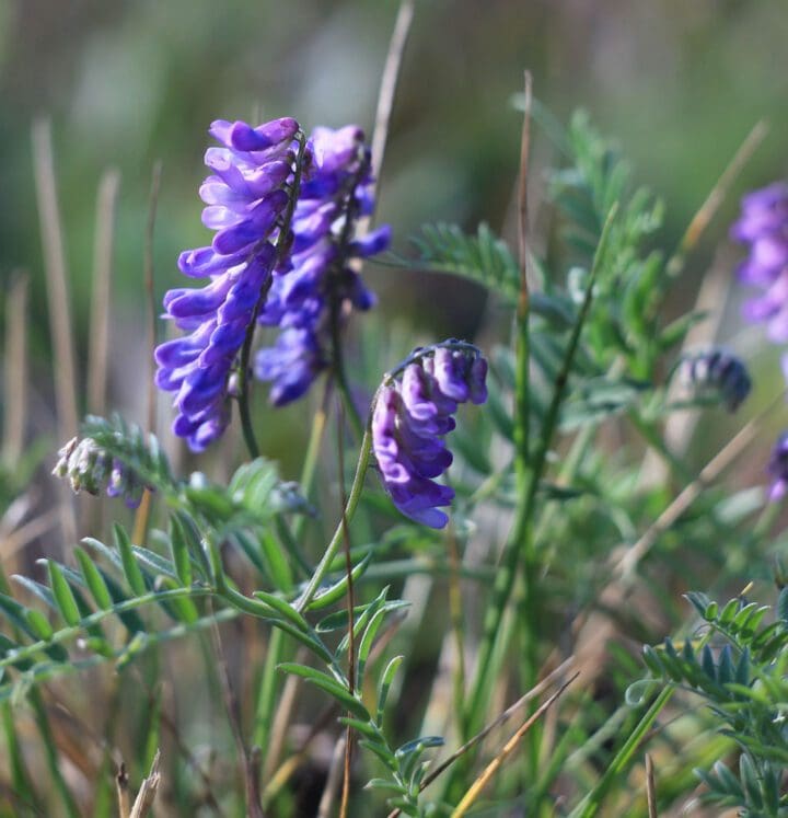 Hairy Vetch (Vicia villosa) - Great Basin Seeds