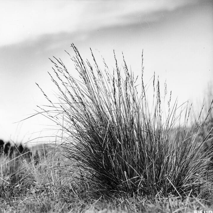 Hard Fescue - Festuca trachyphylla - Great Basin Seeds