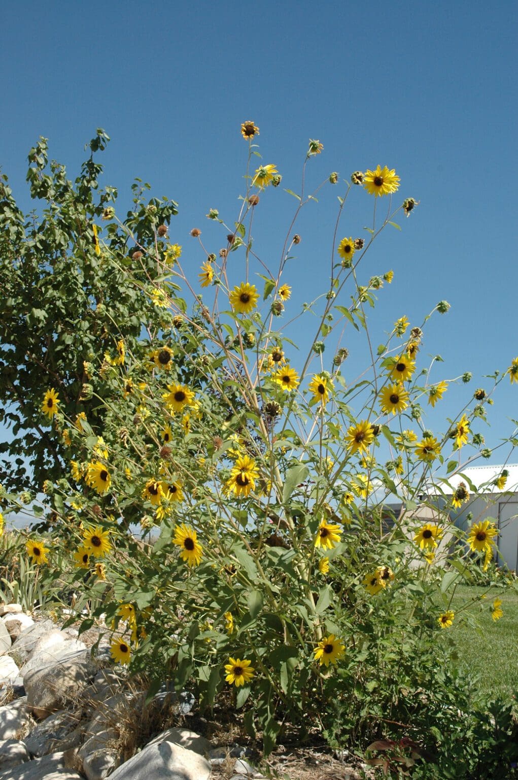 Annual Sunflower - Great Basin Seeds - Helianthus annuus, sunflower
