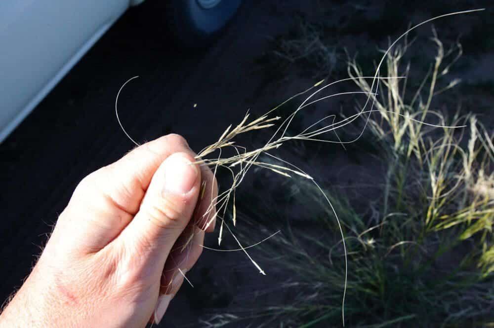 Needle and Thread Grass (Hesperostipa comata) - Great Basin Seeds
