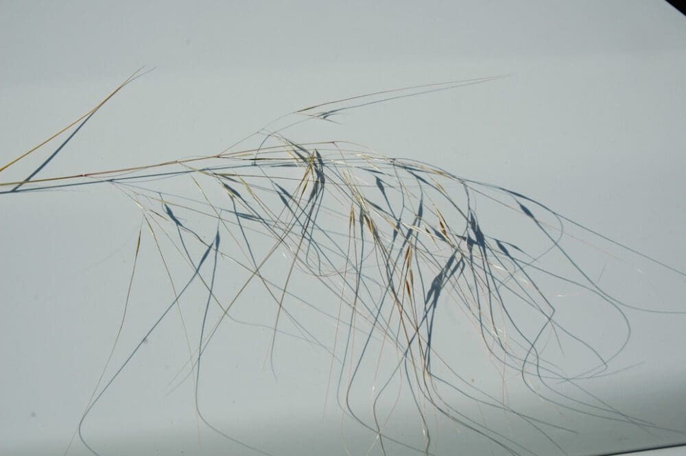 Needle and Thread Grass (Hesperostipa comata) - Great Basin Seeds