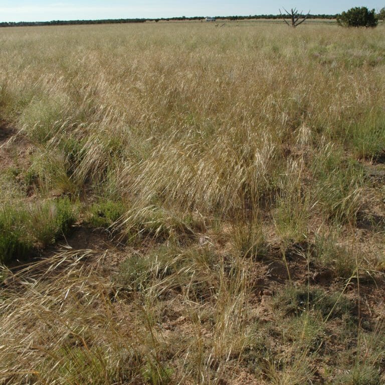 Needle and Thread Grass (Hesperostipa comata) - Great Basin Seeds