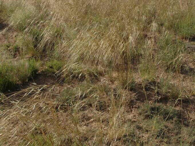 Streambank Wheatgrass - Great Basin Seeds - Sodar Streambank