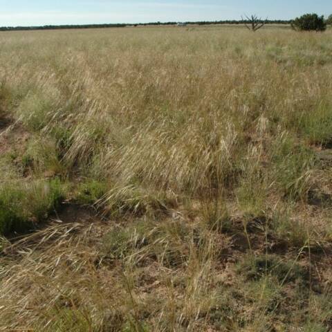Basin Wildrye - Leymus cinerius - Great Basin Seeds