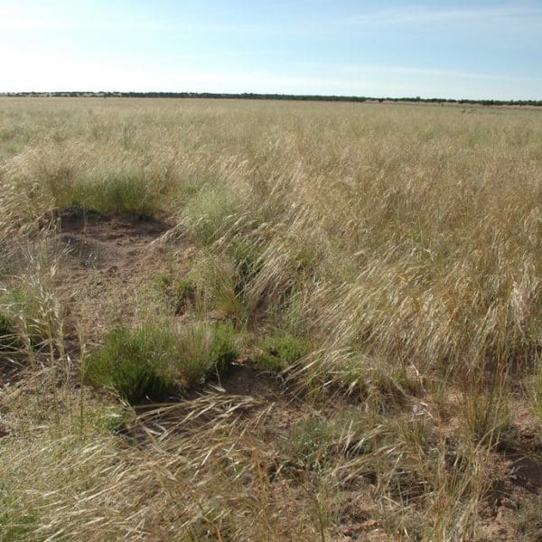 Needle and Thread Grass (Hesperostipa comata) - Great Basin Seeds
