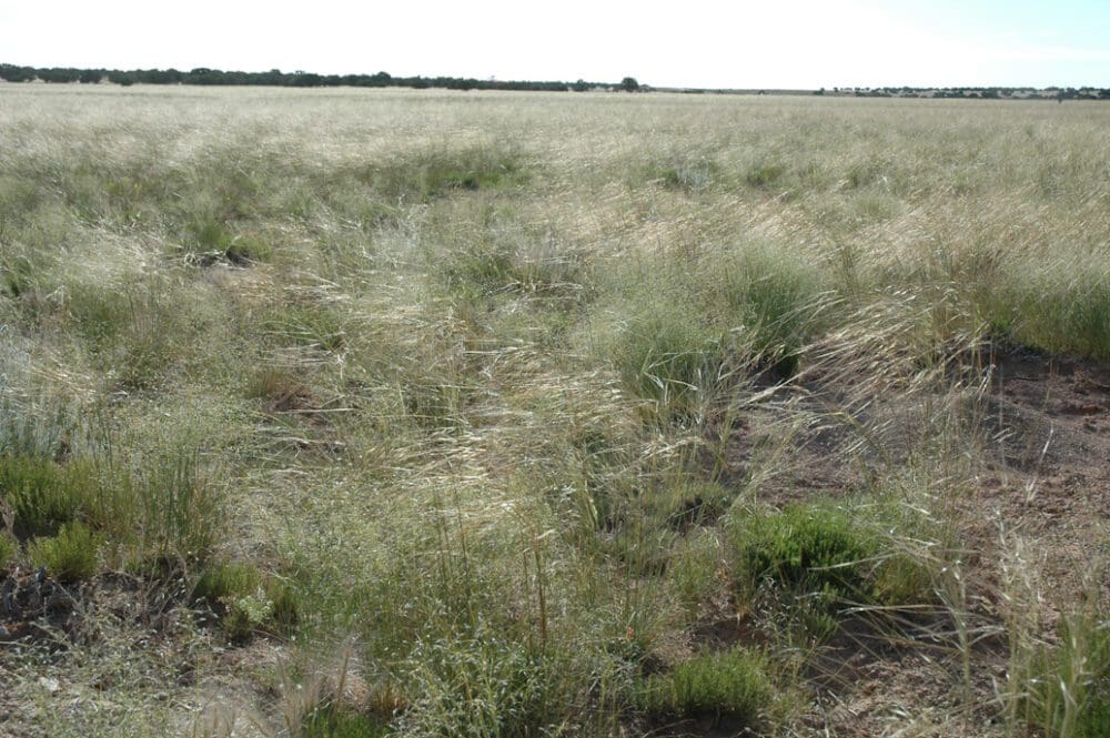Needle and Thread Grass (Hesperostipa comata) - Great Basin Seeds