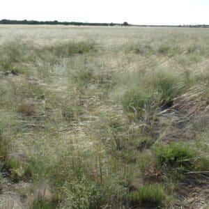 Needle and Thread Grass (Hesperostipa comata) - Great Basin Seeds