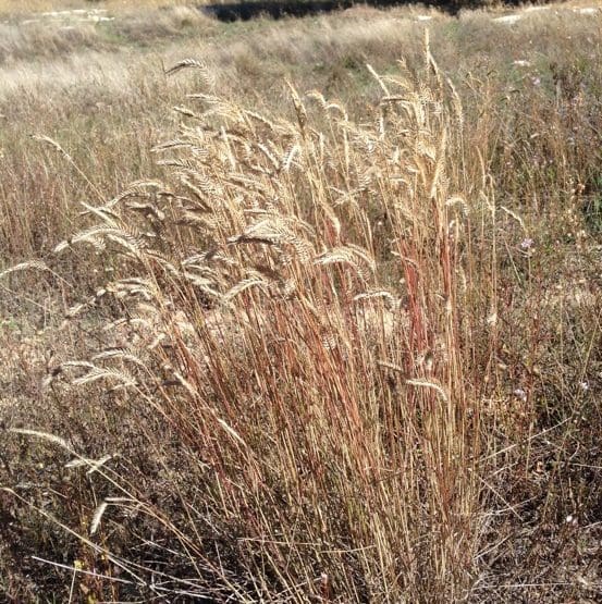 Nordan Crested Wheatgrass - Great Basin Seeds - Desert Wheatgrass