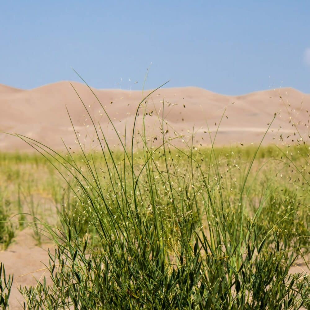 Indian Ricegrass - (Orzyopsis hymenoides) - Great Basin Seeds