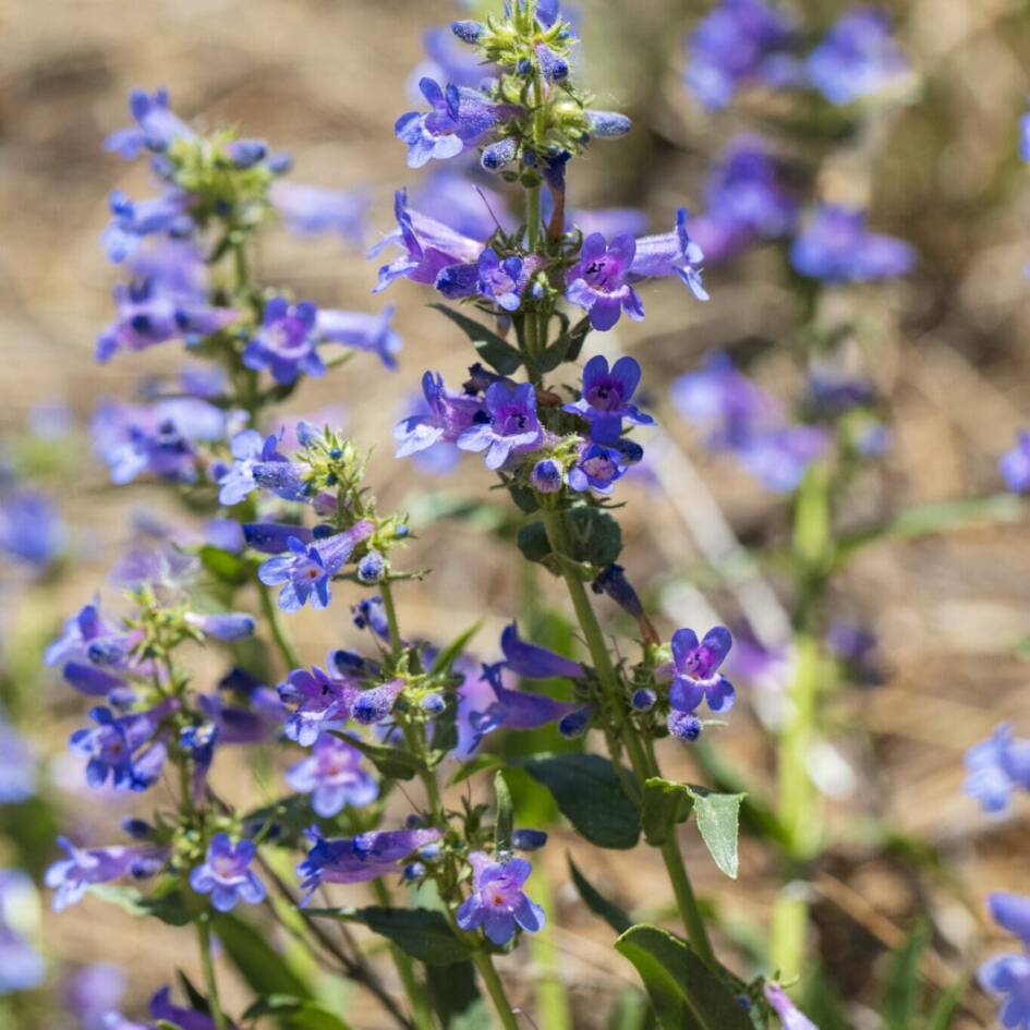 Rocky Mountain Penstemon - Penstemon strictus - Great Basin
