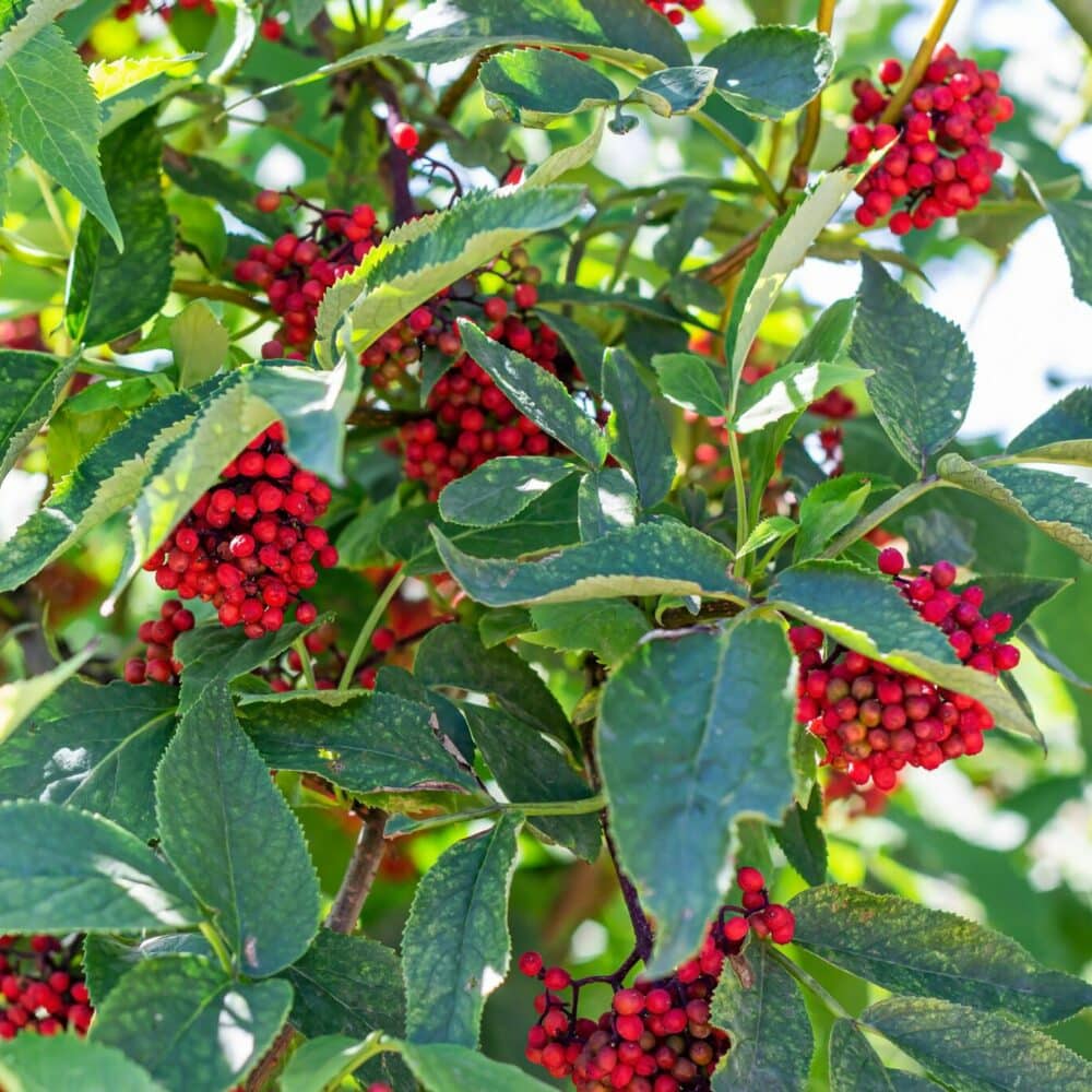 Red Elderberry - Sambucus racemosa - Great Basin Seeds