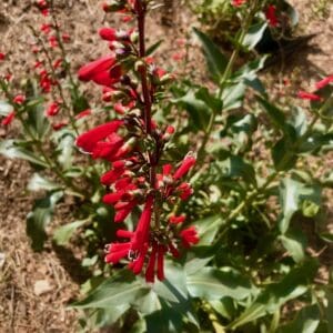 Firecracker Penstemon - Penstemon eatonii - Great Basin Seeds